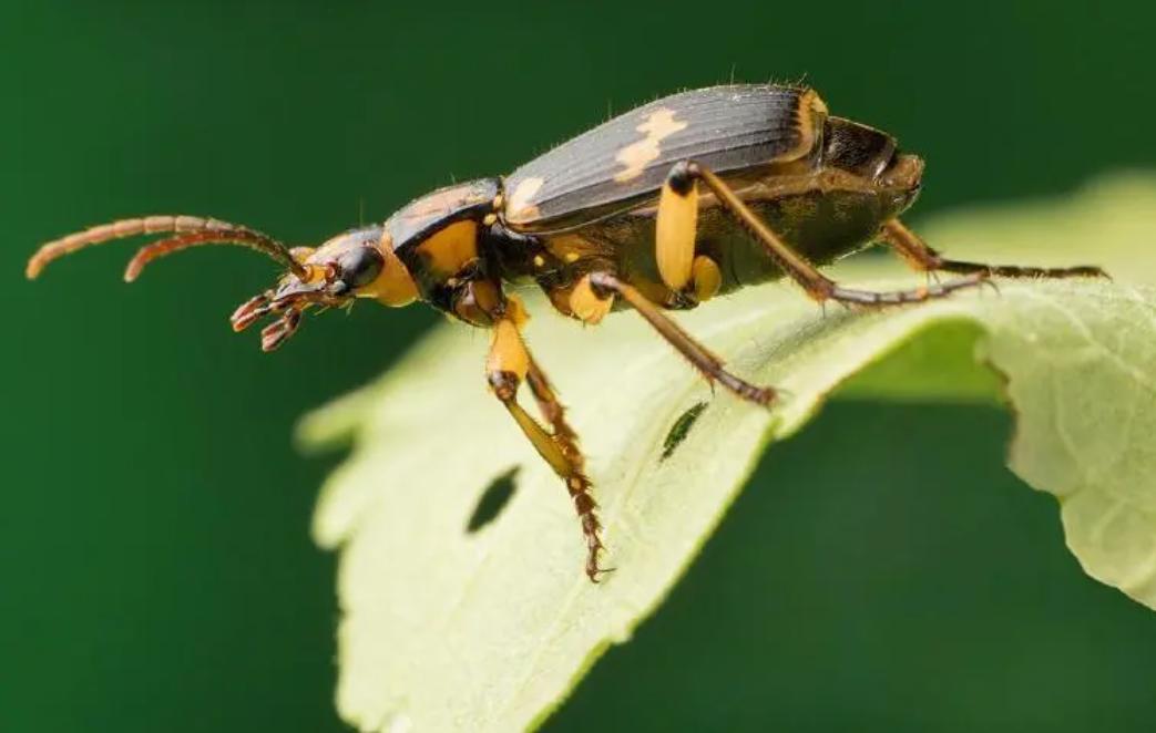 The legendary insect in the biological world, with its own 100 ℃ rocket ...