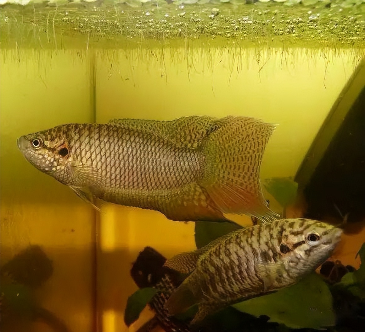 How much do you know about Chinese fighting fish? - iMedia