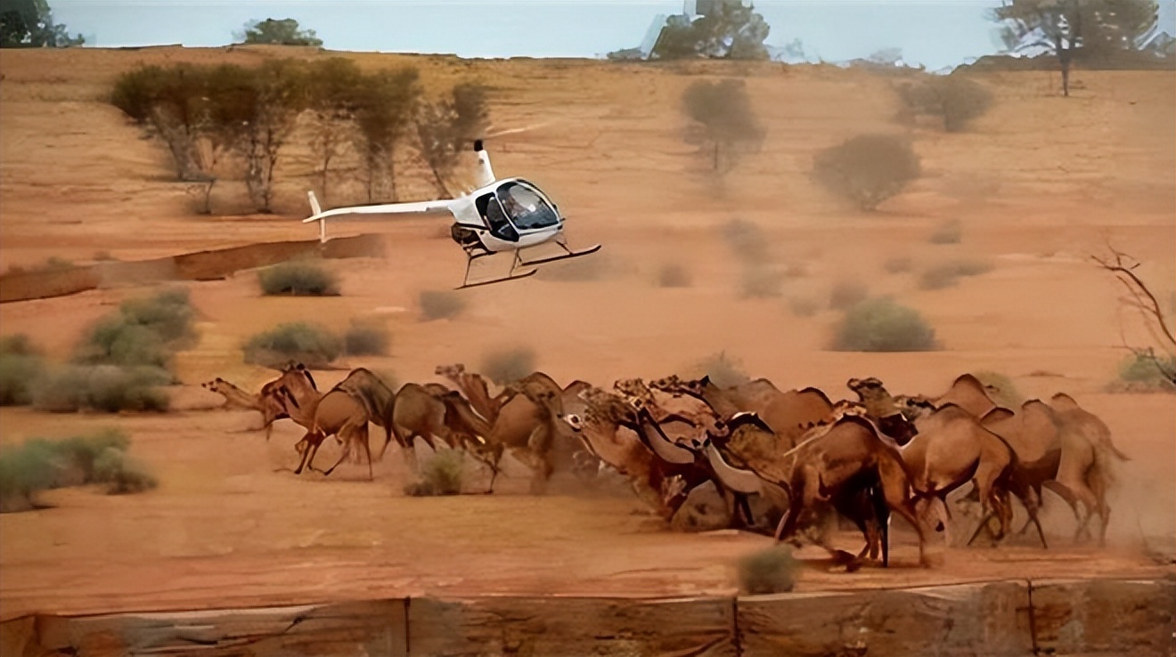 To eliminate more than 1 million camels!Australia carefully arranges ...