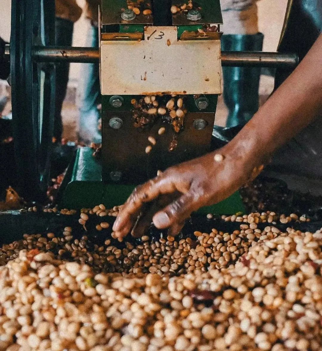 Why do washed coffee beans taste sour? - iNEWS