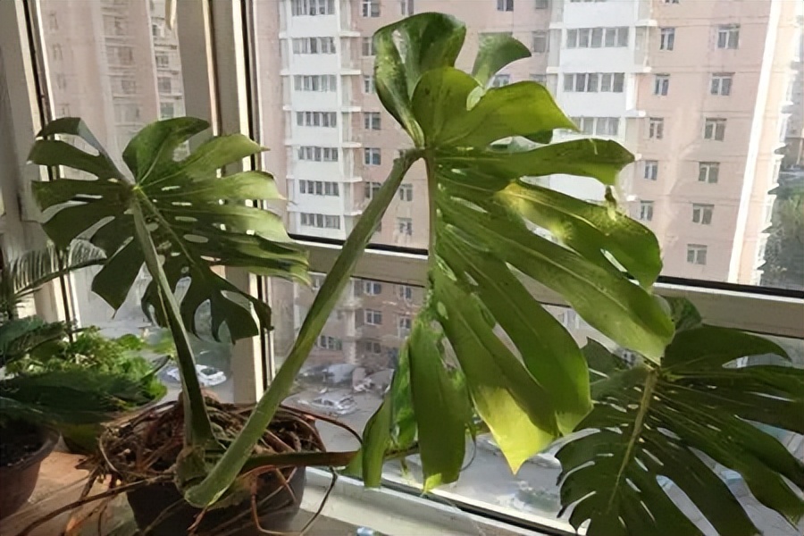 Three tricks to teach you how to quickly remedy the problem of yellow ...