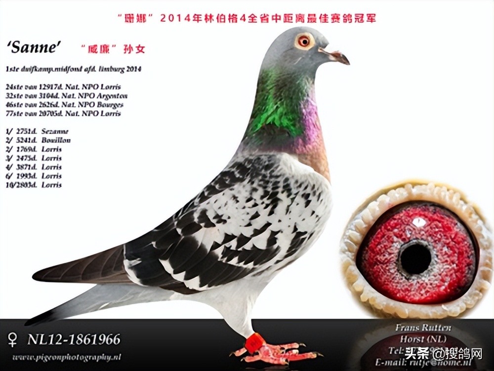 Frans Rutten of the Netherlands takes the top four of 15,900 pigeons ...