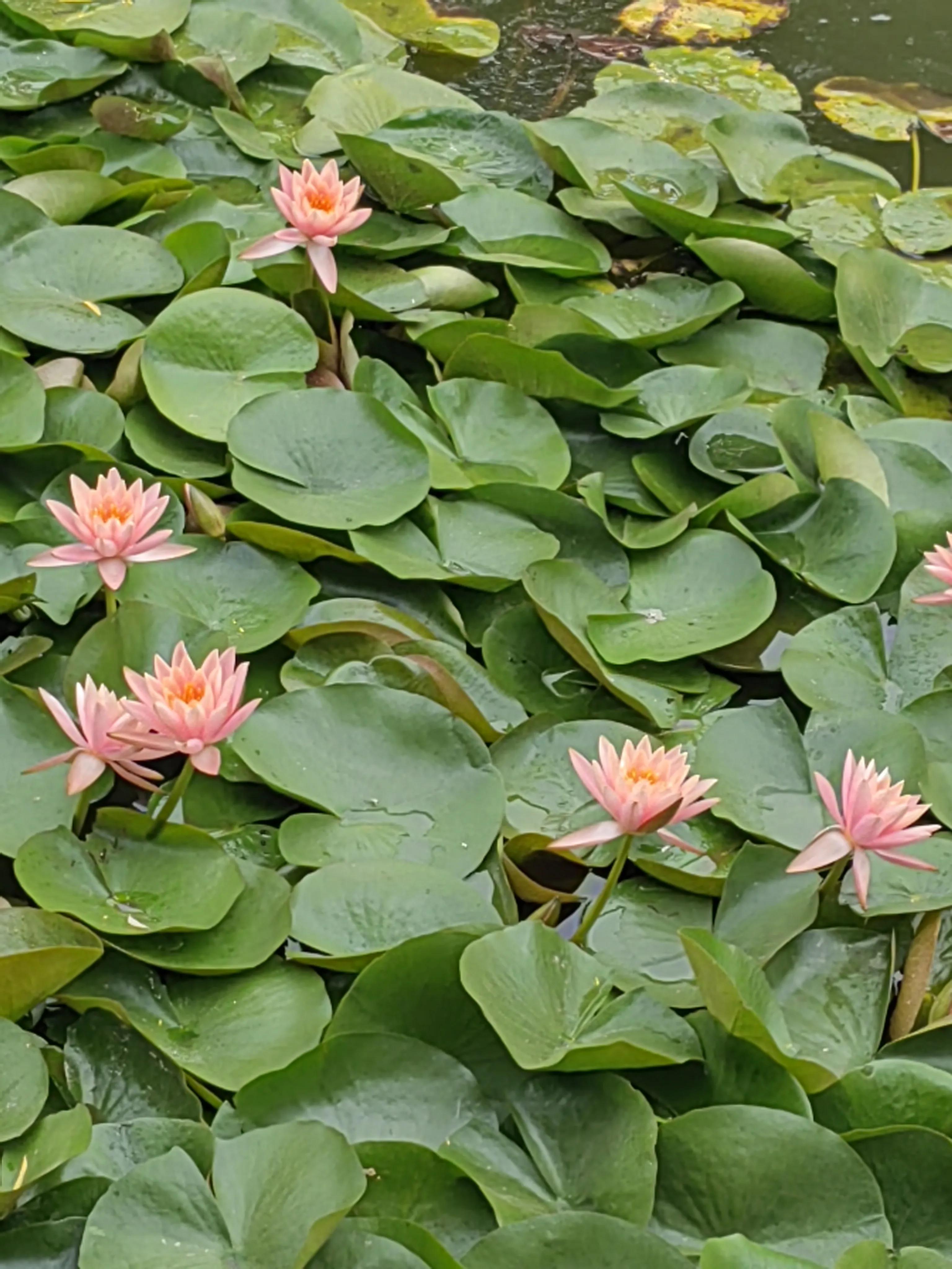 Qingbo water lily, full of fragrance - iNEWS