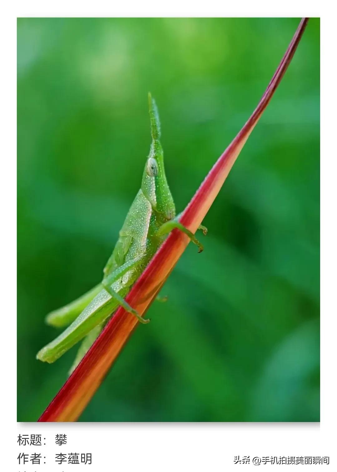Three benefits of one-handed photography on mobile phones - iNEWS
