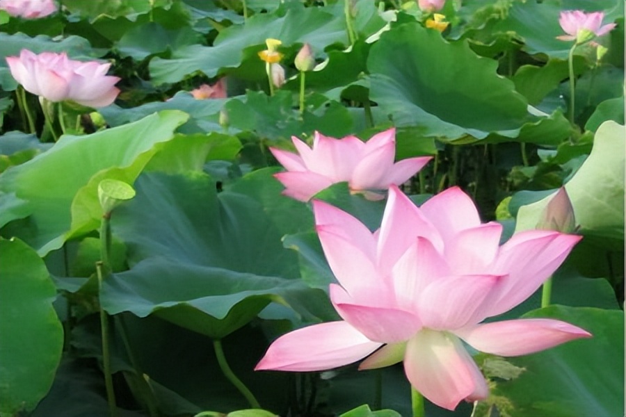 [Yujian Traditional Chinese Medicine] Medicinal Food Square: How to eat ...