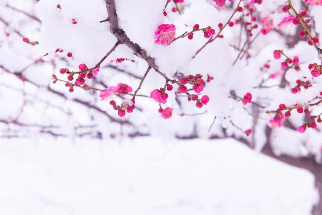 40 well-known poets, each with a snow poem, healed a whole winter - iNEWS
