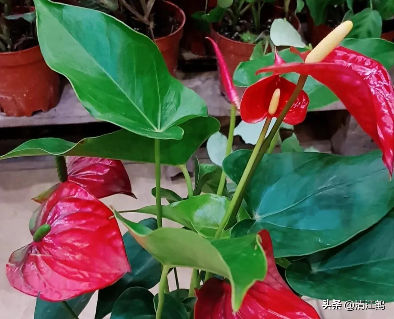 Net red fashion new flower red crane taro, carefully cultivated, easily ...