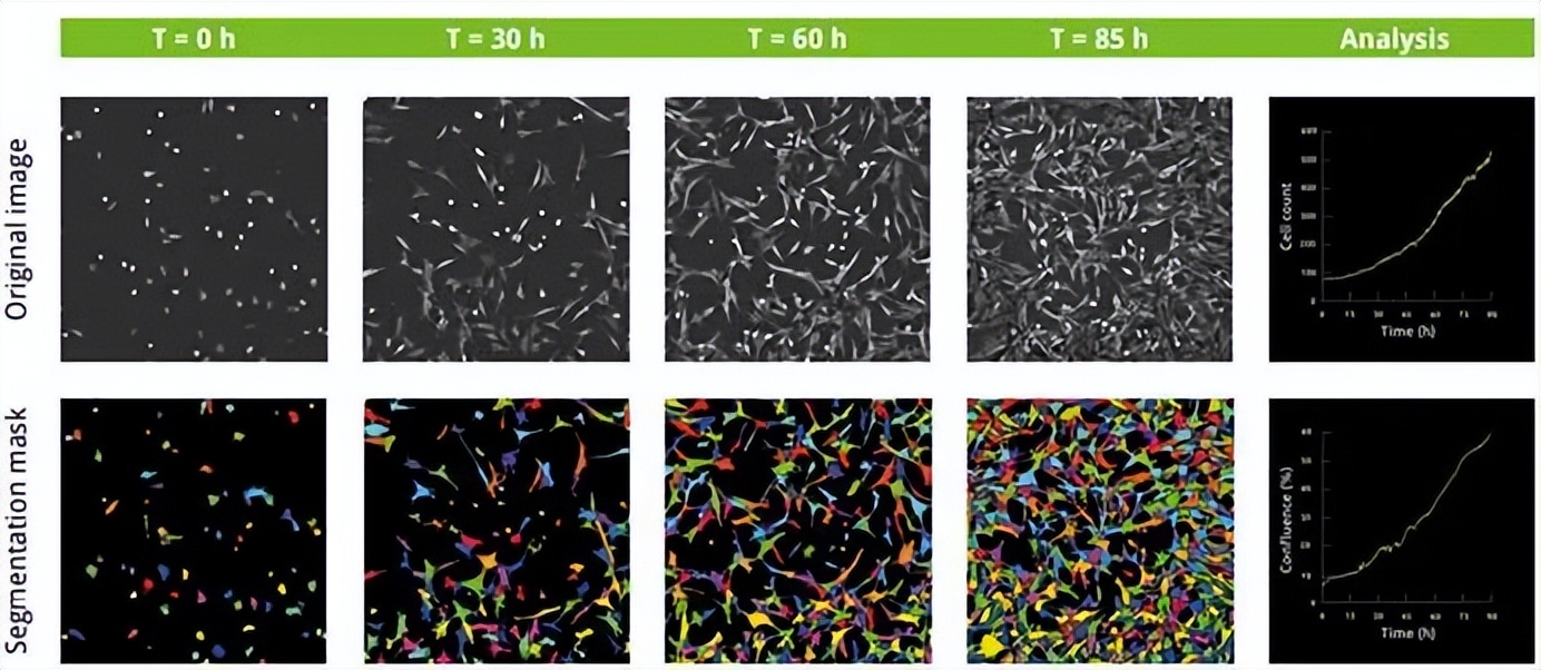 "Nanolive" characterizes individual cells at the population level - iNEWS