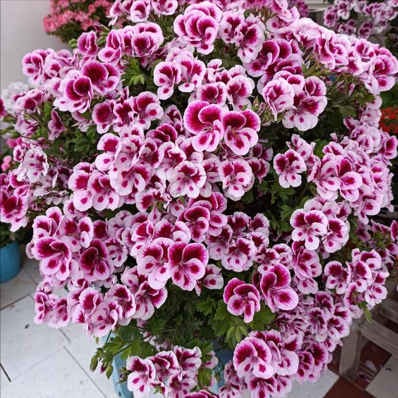 7 kinds of "hard-working flowers", the amount of flowers is extremely ...