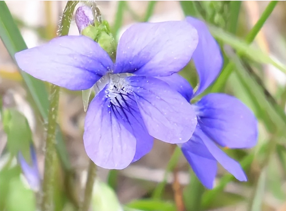 The Beauty of Violets: A Wonderful Garden Exploring Diversity, History ...