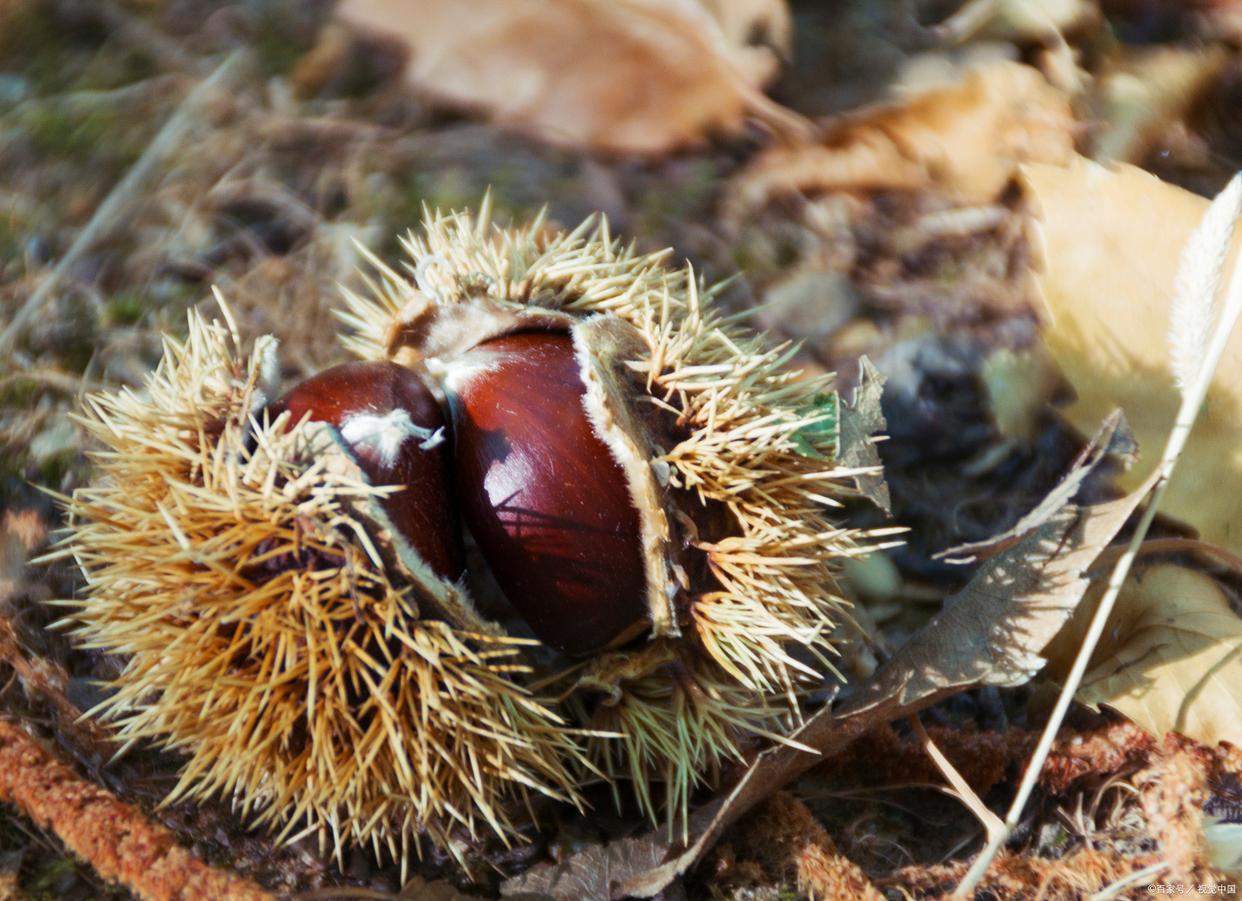 Chestnuts are not only delicious but also healthy. Let me tell you the ...
