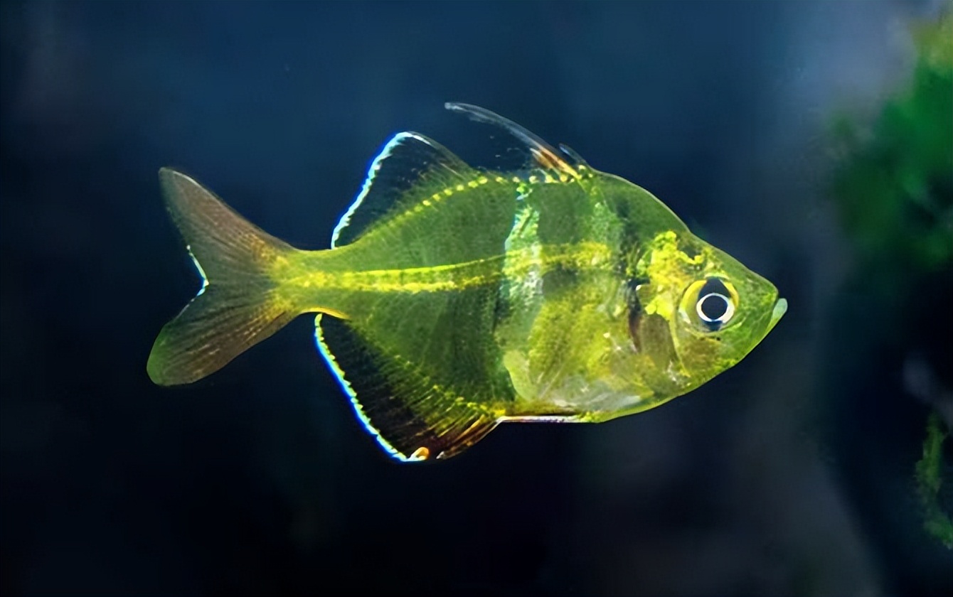 Have you seen the transparent glass lala fish? - iNEWS