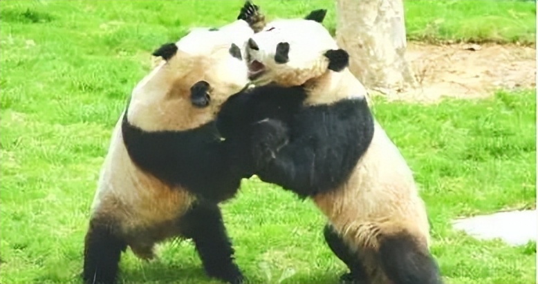 Fun fact - did you know that giant pandas pee upside down? - iNEWS