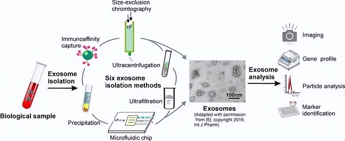 Exosome purification process challenges inventory - iNEWS