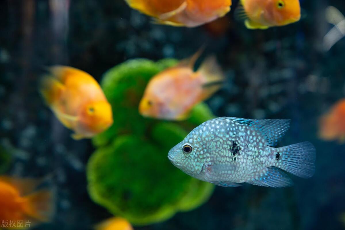 Do fish and snakes have a common ancestor? Snakes evolved from fish ...