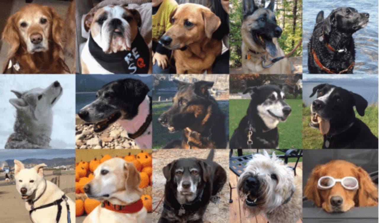 Scientists discover the secret to dogs' longevity - iNEWS