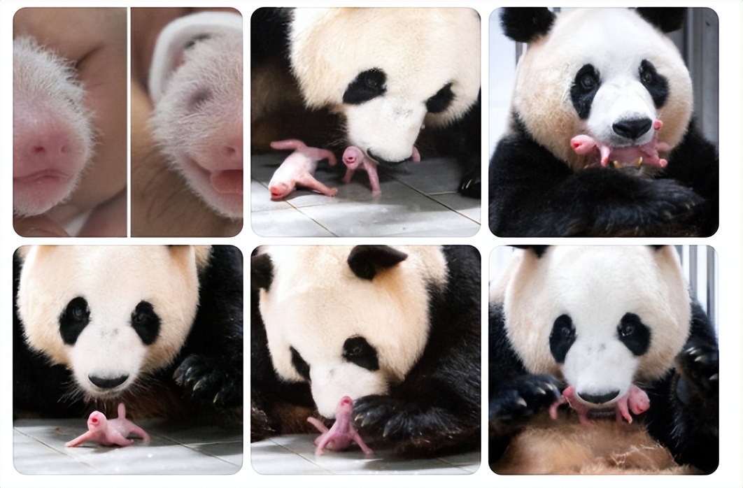 Giant panda Hua Ni Ai Bao who lives in South Korea gave birth to twins ...
