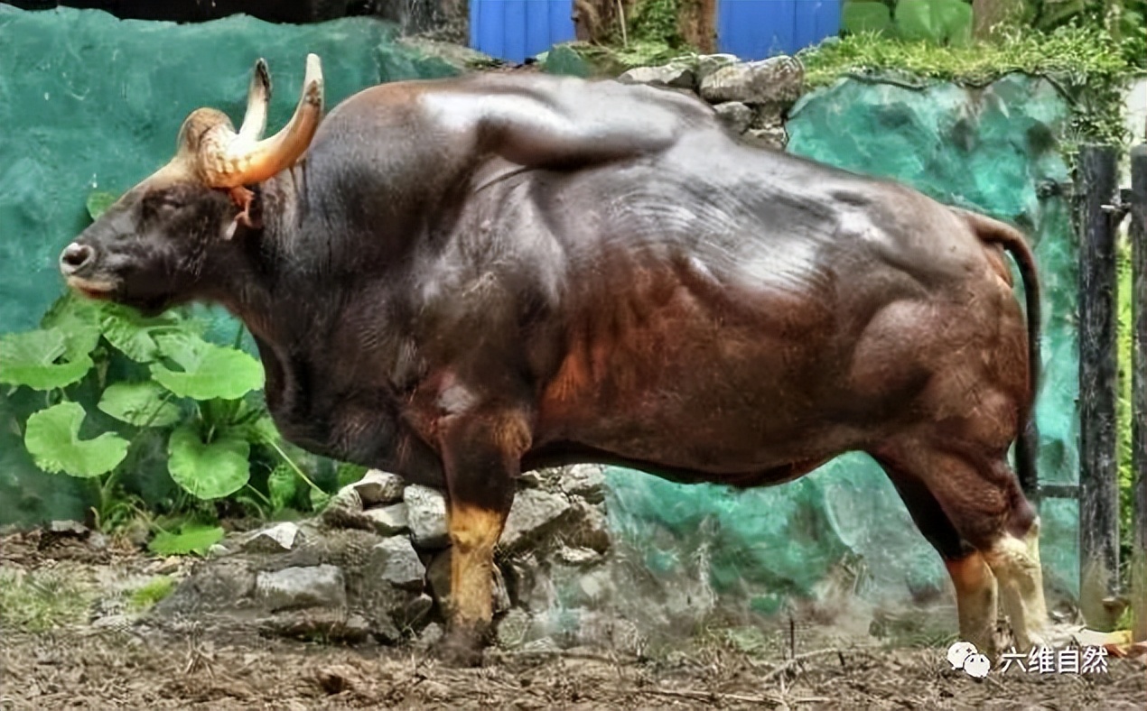 There is an extra white-legged buffalo in the cattle pen, which is full ...