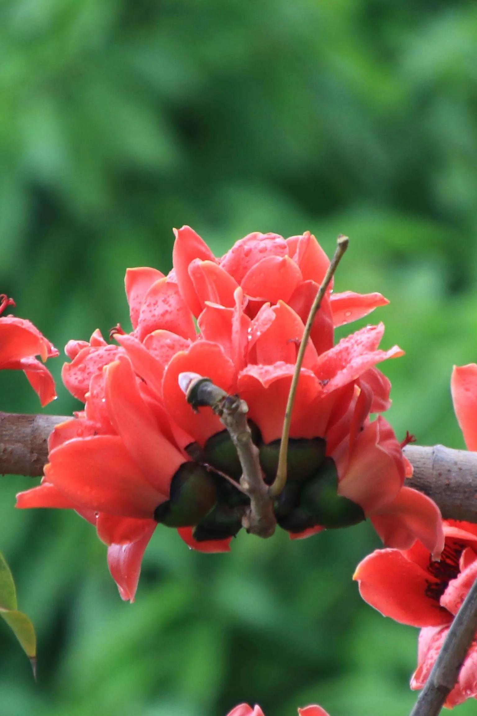 Mianchi celebrity Shi Ping - iNEWS