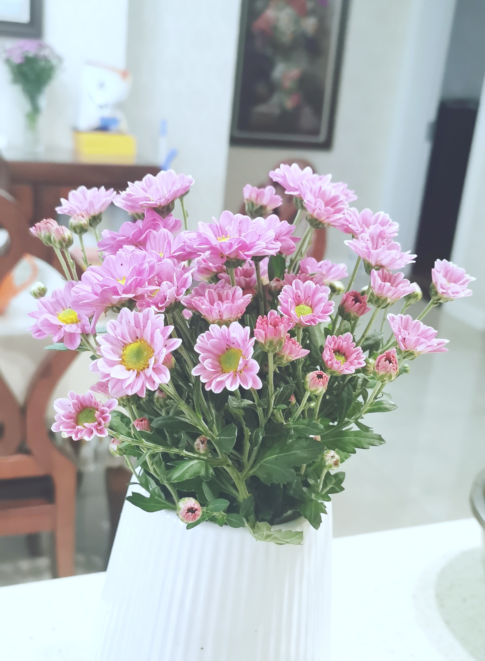 Cut flower (daisy) chrysanthemum, from a small bud to cut flower ...