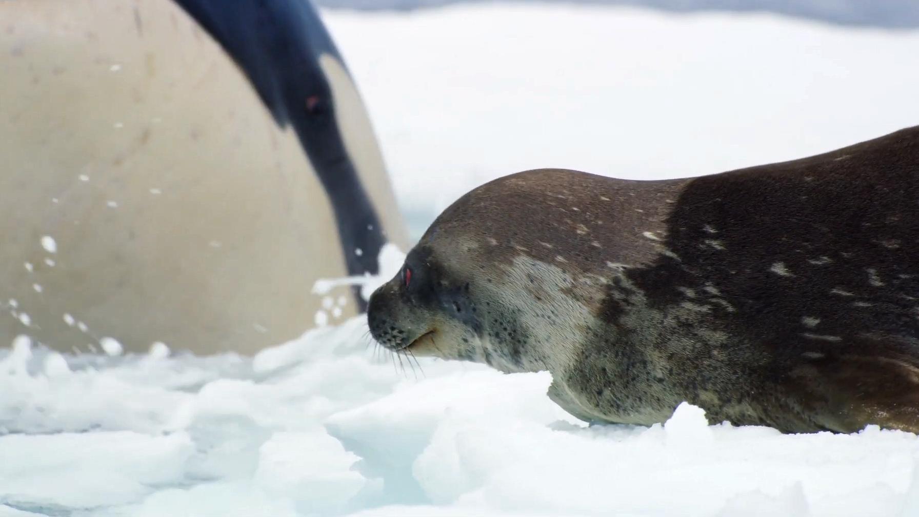 Thrilling!BBC's latest documentary, smart killer whales hunt seals with ...