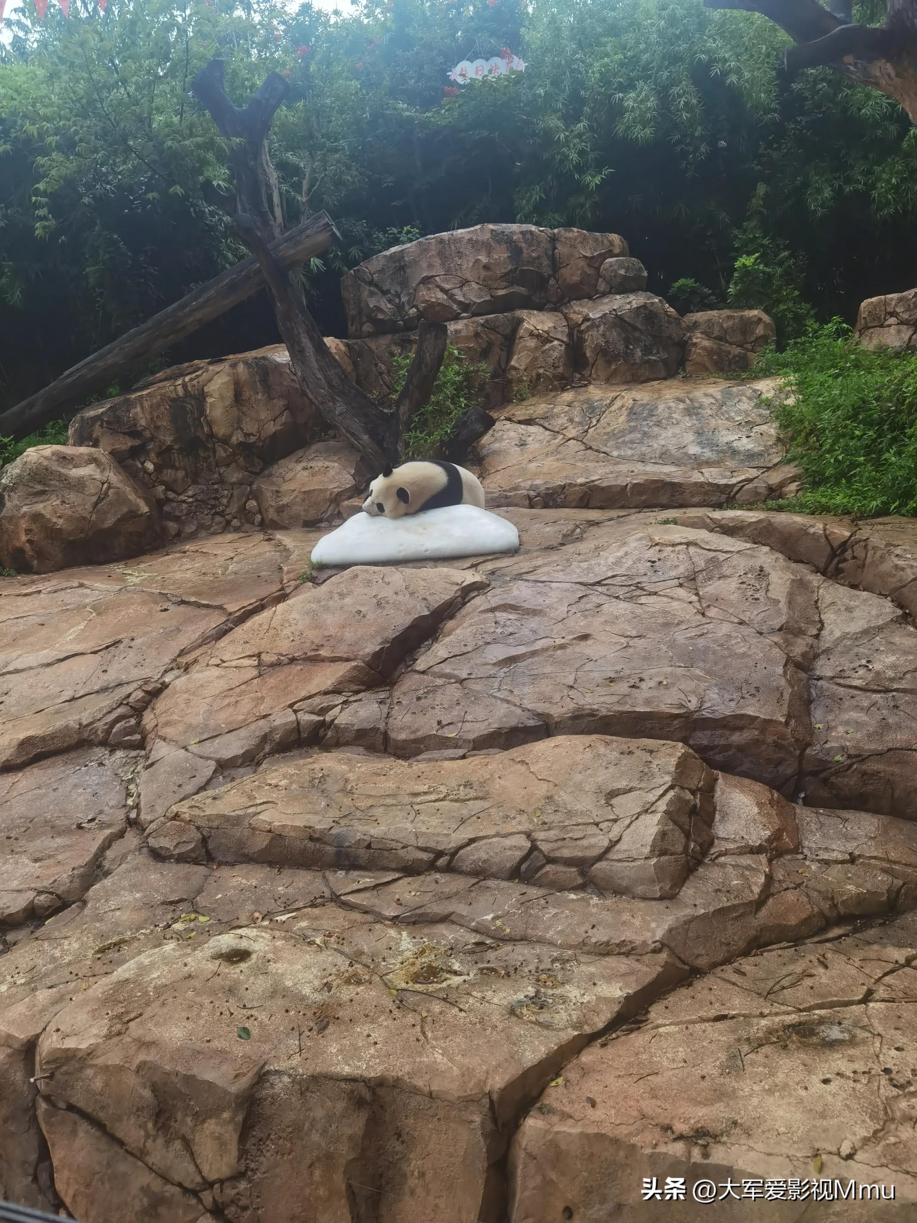 Pandas: through decades of life experience - iNEWS