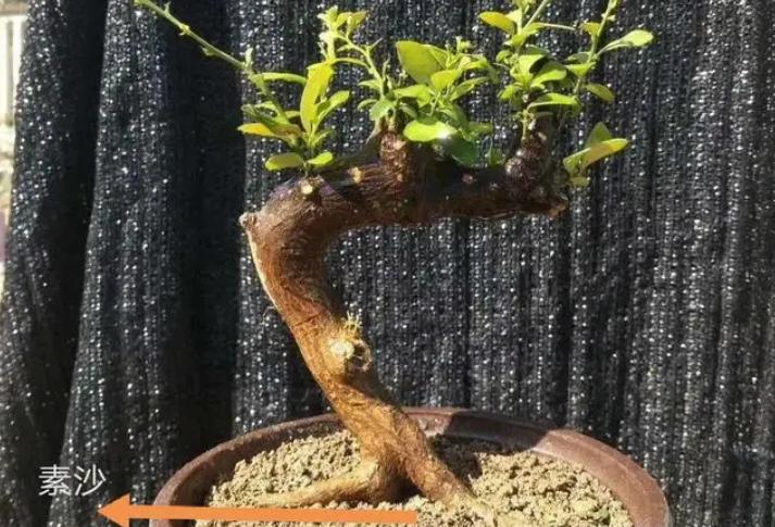 Beautiful golden bean bonsai, all these 4 points have been done well ...