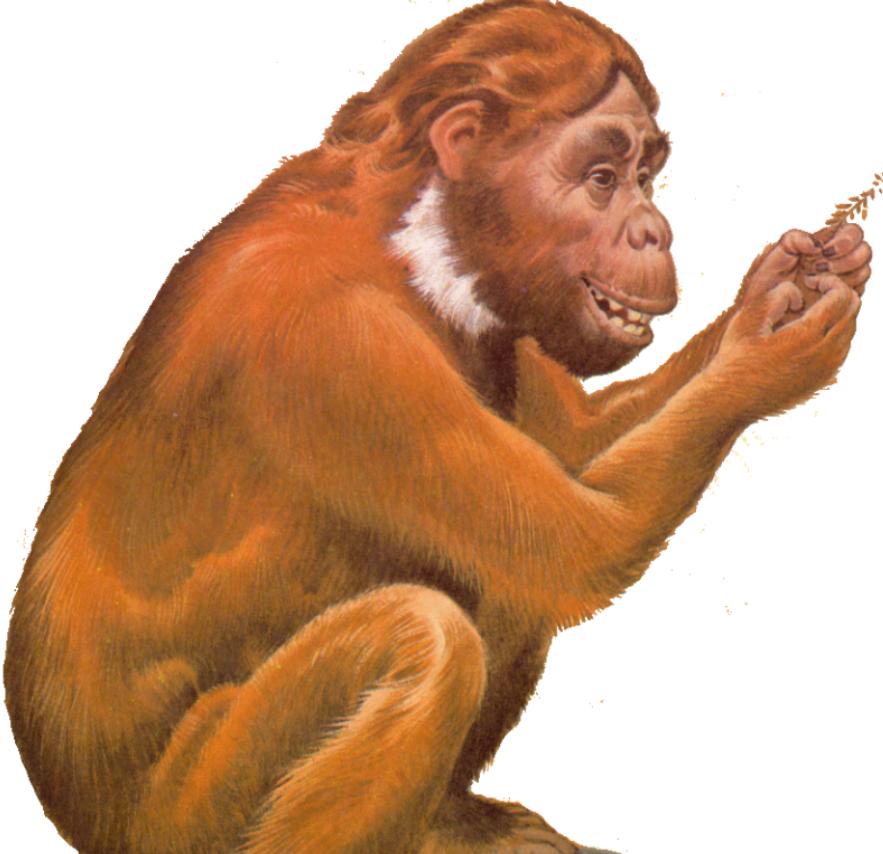 Did humans evolve from ancient apes?Scientists think there is another ...