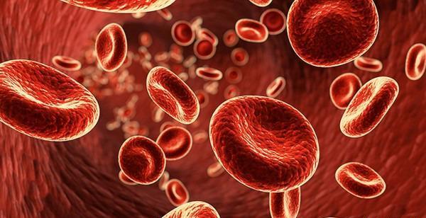 do you know? In fact, red blood belongs to only a few animals! - iNEWS