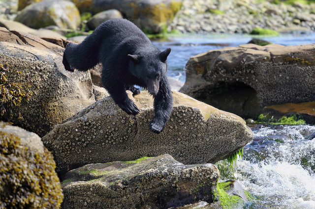 Terrestrial ferocious animals ranked 10: American black bear - iNEWS