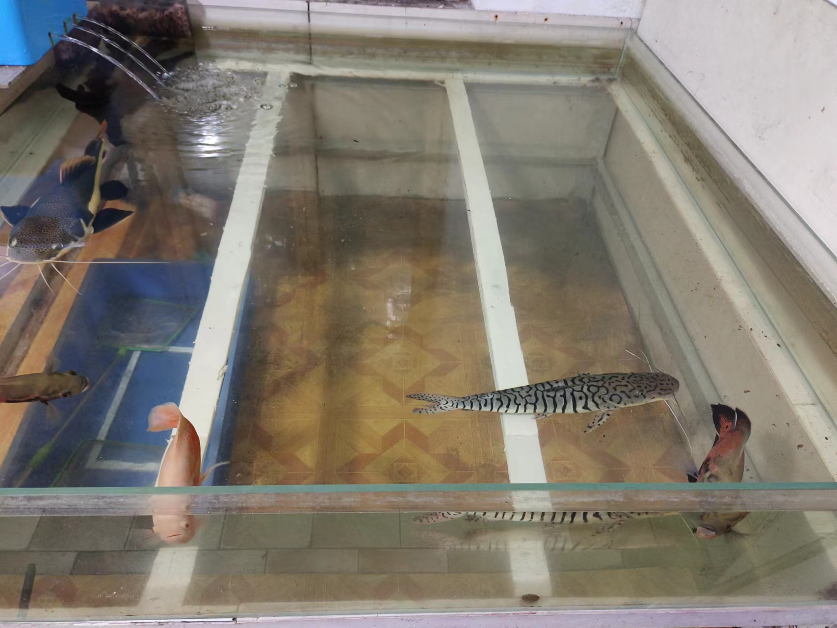 There are fine particles or fog in the fish tank, the treatment method ...