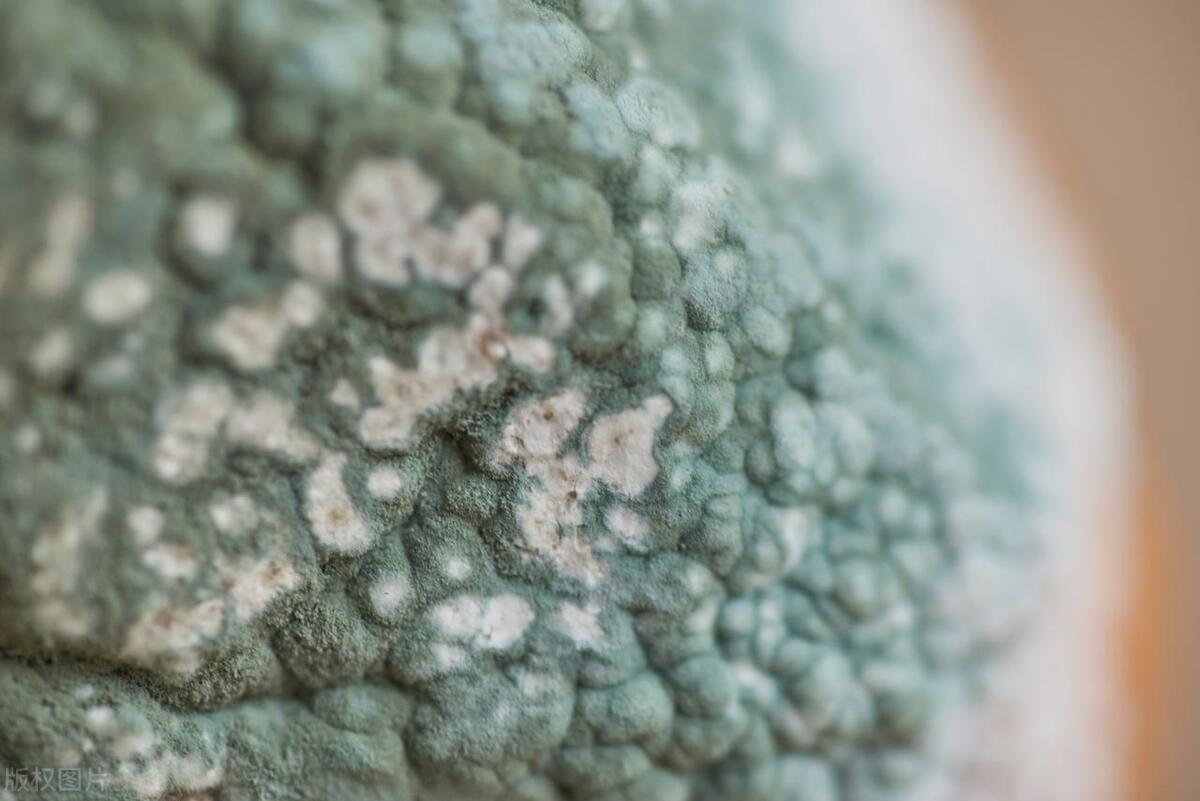 The largest poison hidden in the kitchen is 68 times more poisonous ...