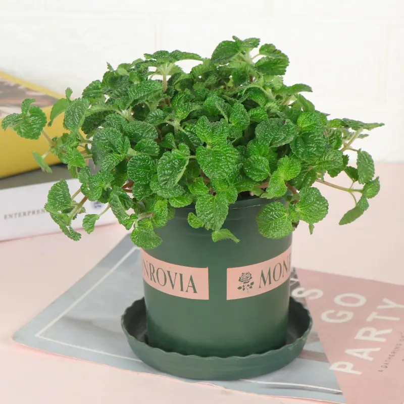How to grow mint potted plants - iNEWS