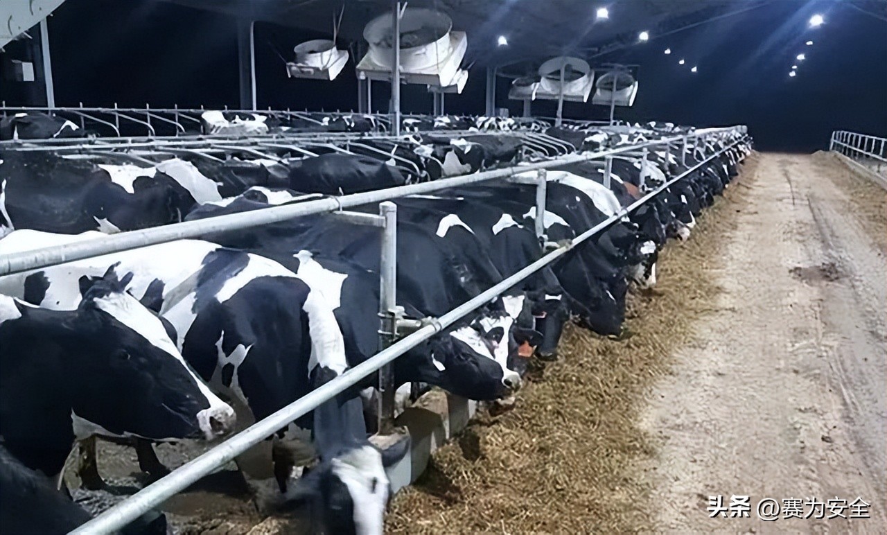 18,000 cows died in an explosion on an American farm, and the methane ...