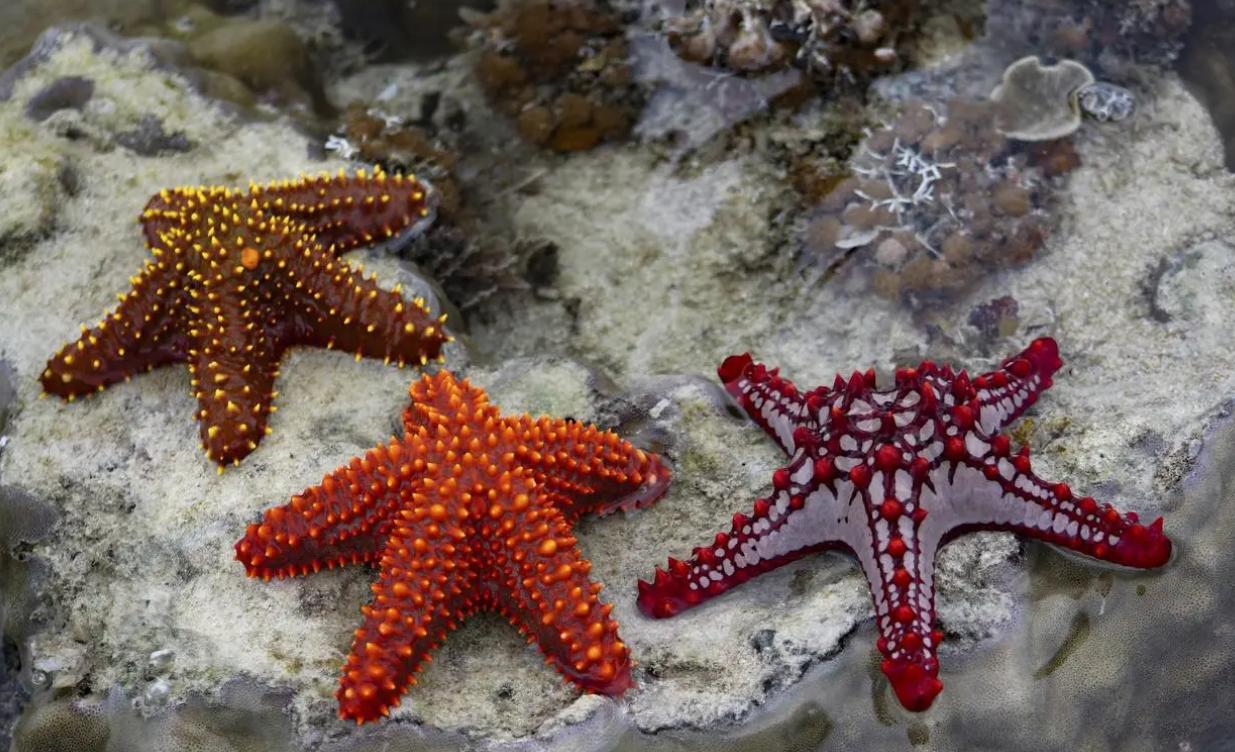 Starfish: magical five-pointed creature, guardian of external digestion ...