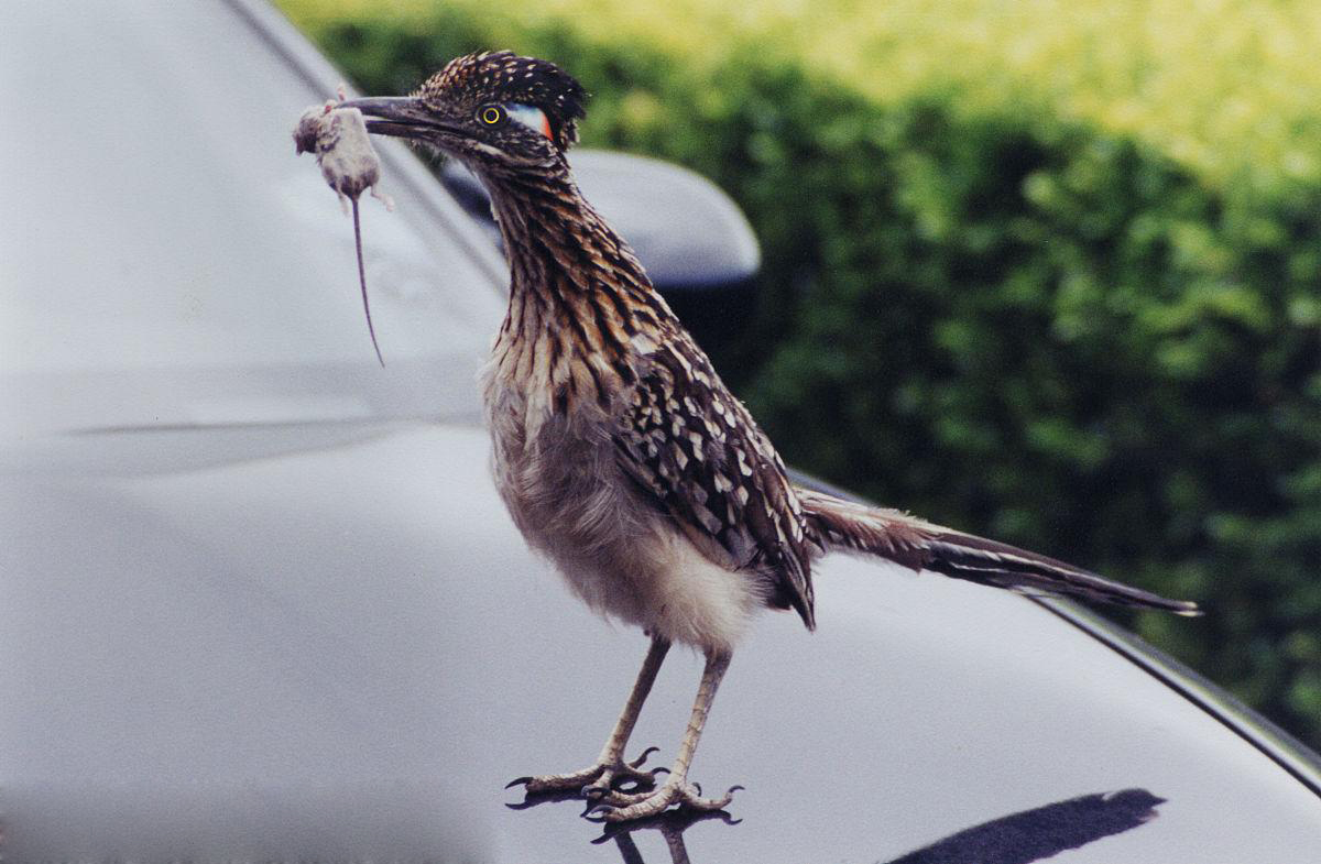 The Roadrunner, which weighs only 1 catties, looks for poisonous snakes in the grass to eat ...