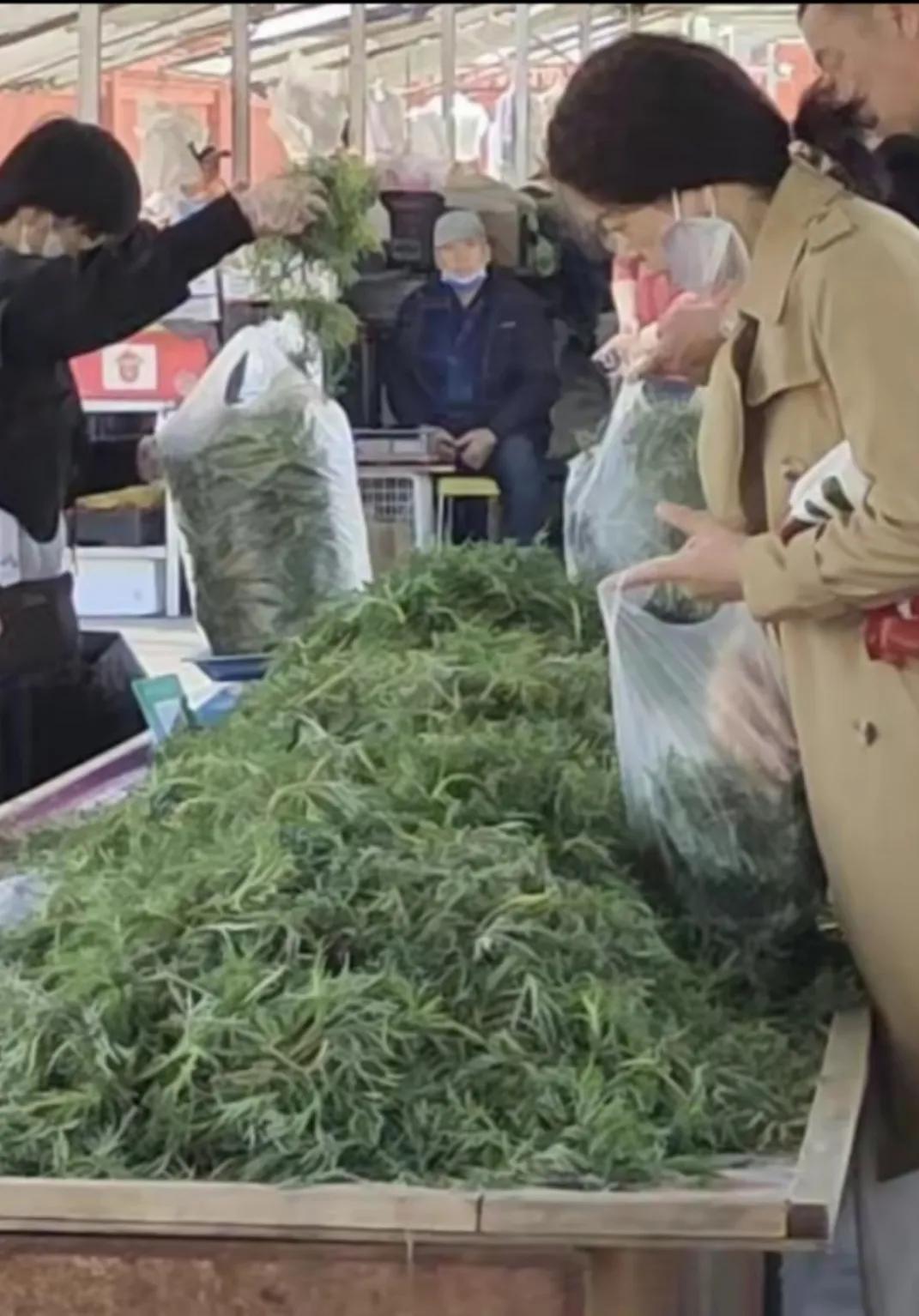 lost feral wolfhound - iNEWS