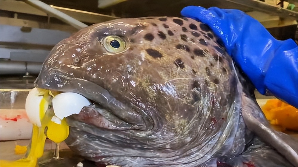 The deep-sea monster wolf eel has an amazing bite force and a cruel and ...