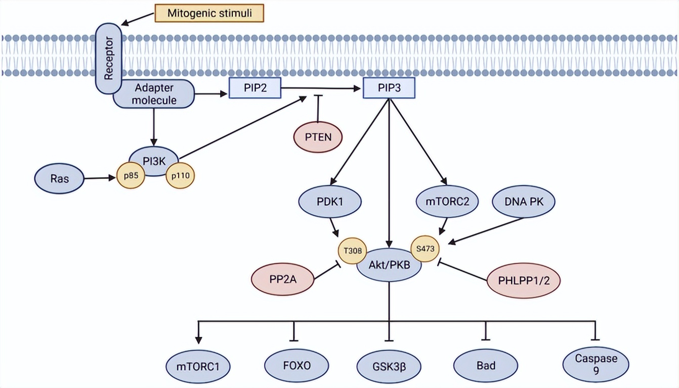Targeting the PI3K/Akt signaling pathway in pancreatic beta cells to ...