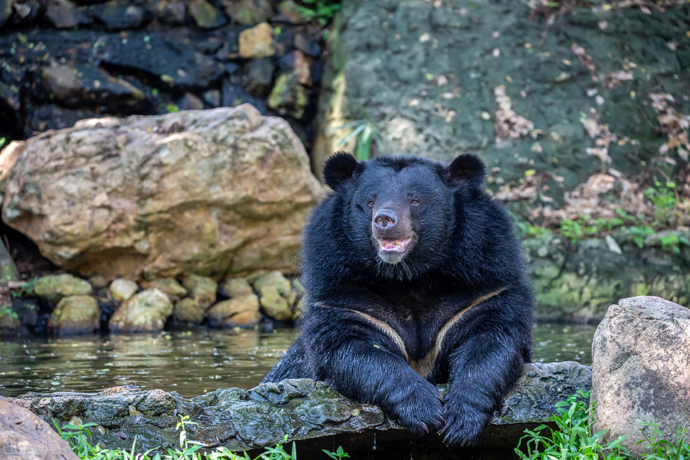 Vietnamese moon bear released after 17 years in captivity - iNEWS