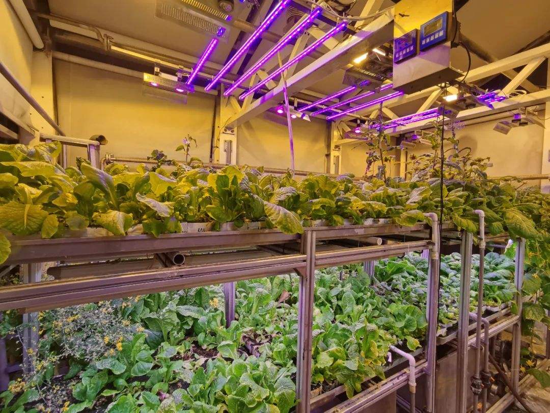 Growing vegetables in space is far more important than returning to the ...