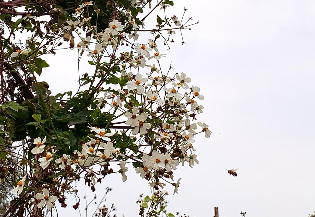 5 bad habits of "killer" flowers, how many have you hit?No wonder you ...