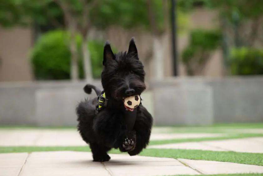 Pets in an apartment? Scottish Terriers are worth a try! - iMedia
