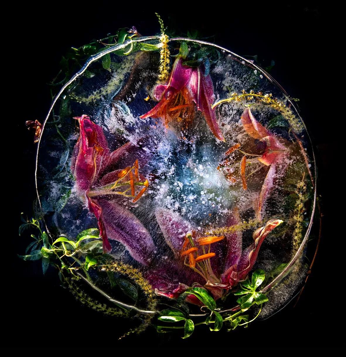 I don't like blooming, but I prefer frozen - Bruce Boyd took pictures ...