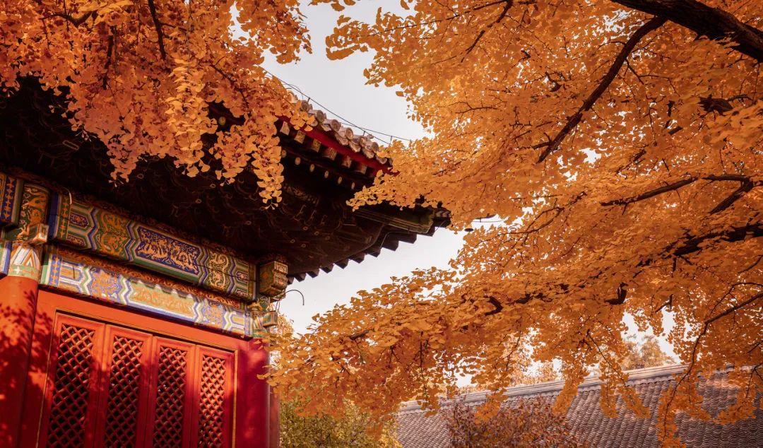 The best time to enjoy ginkgo biloba is here, a must-see destination in ...
