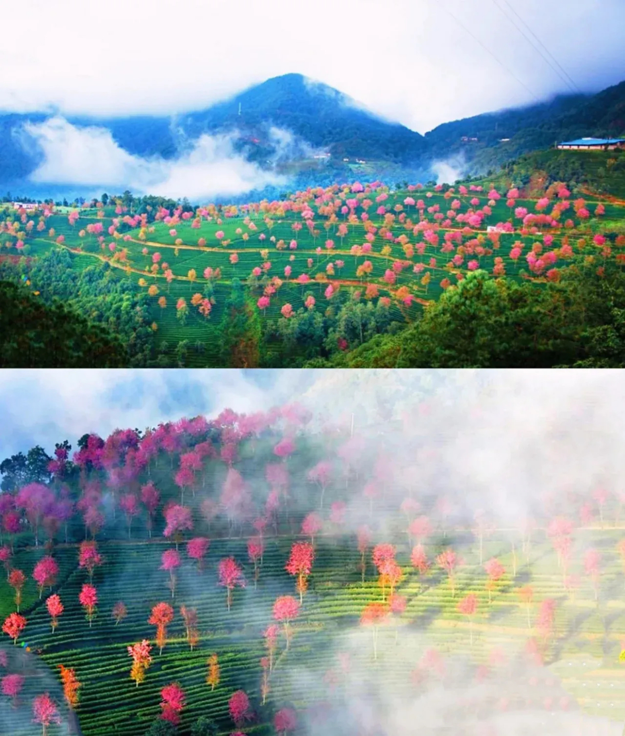 Online celebrity attractions, Wuliangshan Sakura Valley began to ...