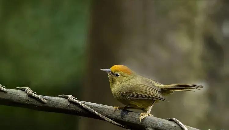Natural Beauty: Red-headed Babbler - iMedia