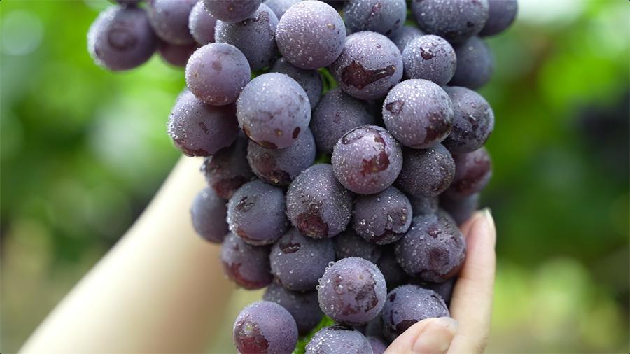 Summer Gives Back! Let's have a wonderful trip with grapes - iNEWS