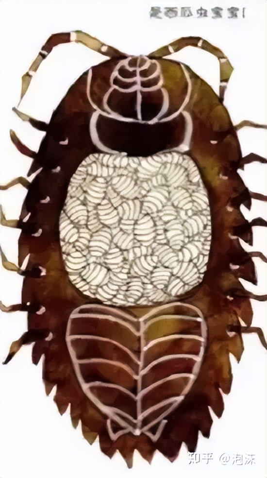 The Secret of the Watermelon Bug - iNEWS