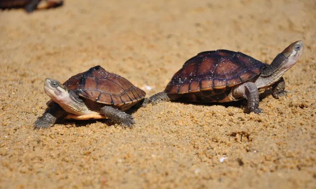 How do male tortoises and female tortoises mate? You will know after ...
